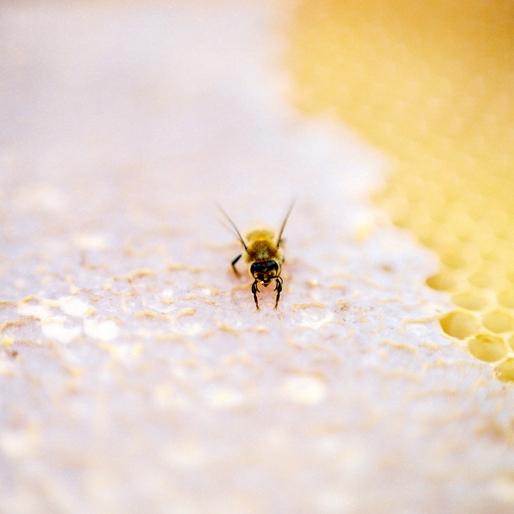 Raw Honeycomb | 100% Pure Edible Honeycomb – Anellabees